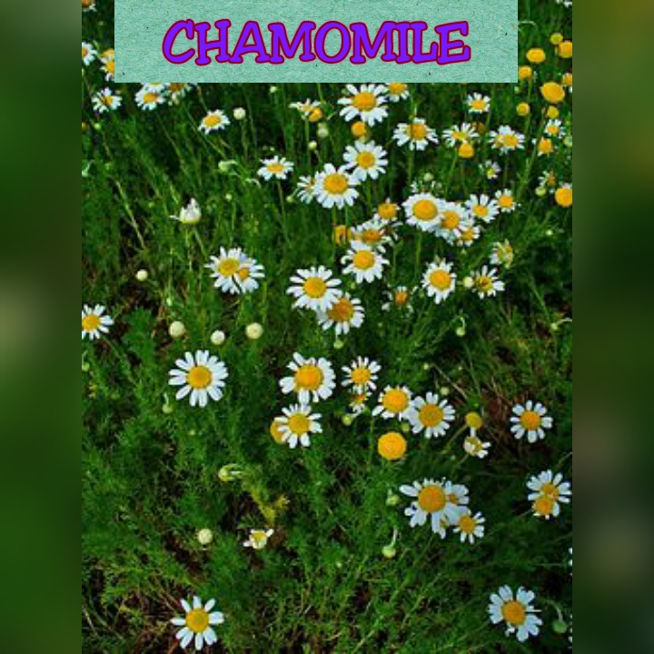 My experience of having Chamomile Tea – GKS BY Itasha Dutt